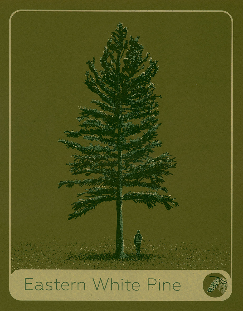 Field Guide Inspired Pine Tree Print – Arsenal Handicraft